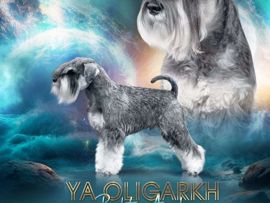 Цвергшнауцер перец с солью вязка