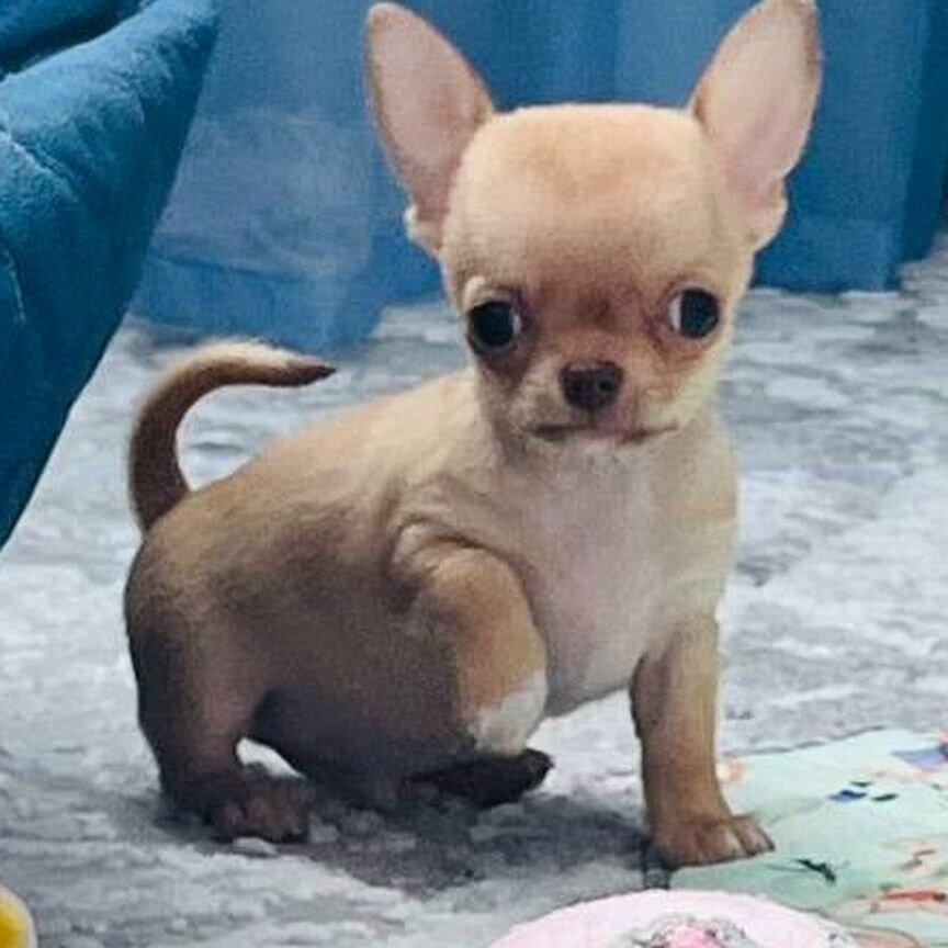 Чихуахуа, щенок