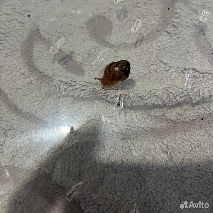 Улитки ахатины бесплатно