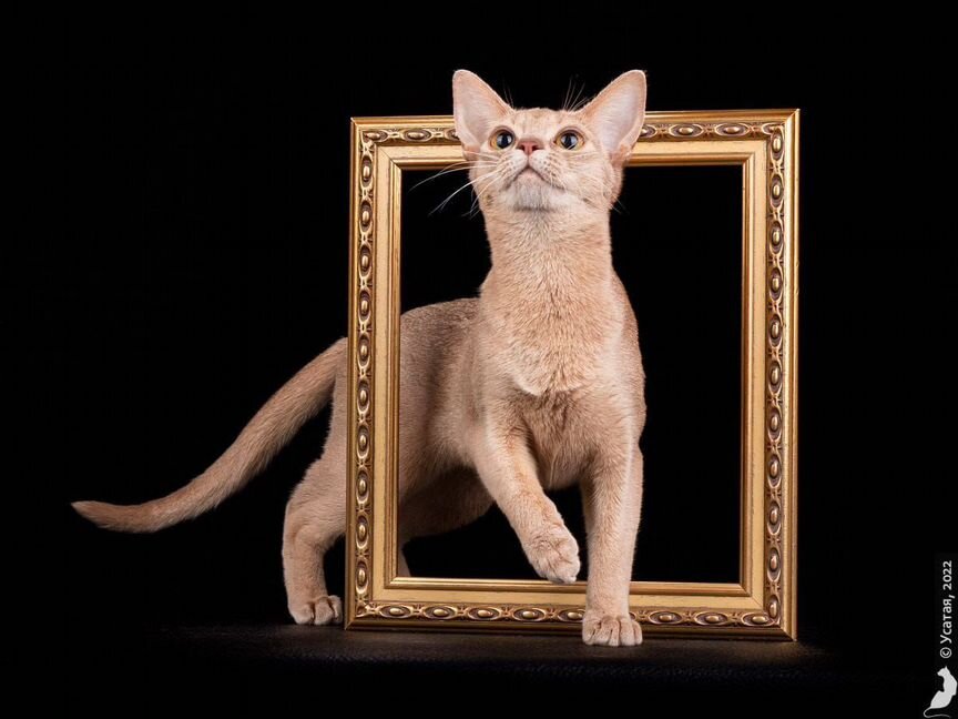 Абиссинская кошка