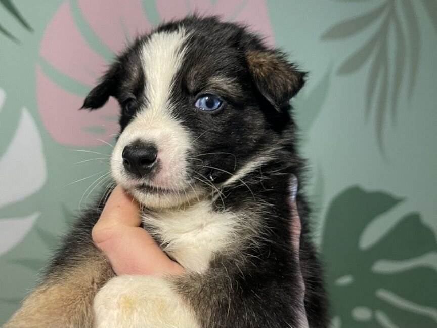 Щенки в добрые руки