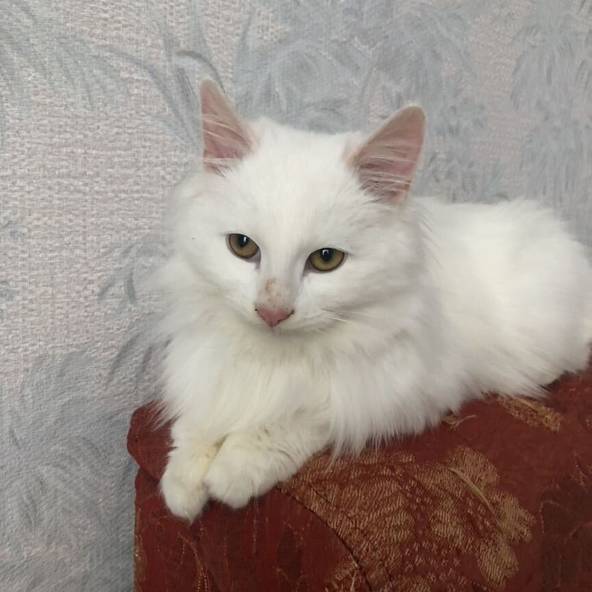 Котик 3-4 мес ищет дом. Ласковый мурлыка