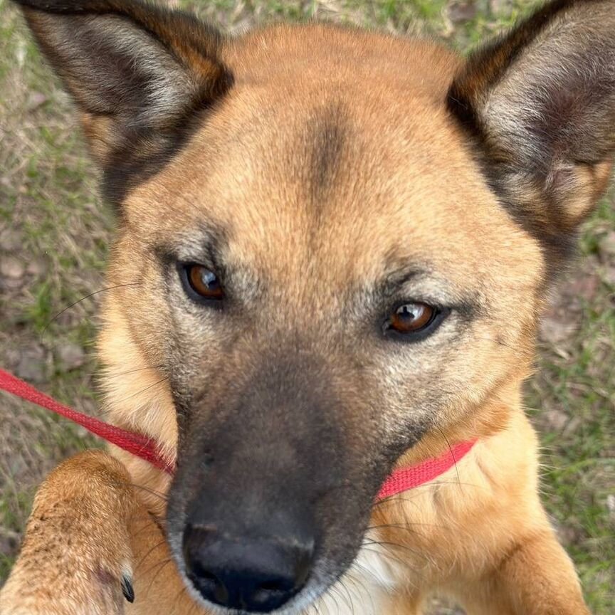 Тоби нуждается с семье