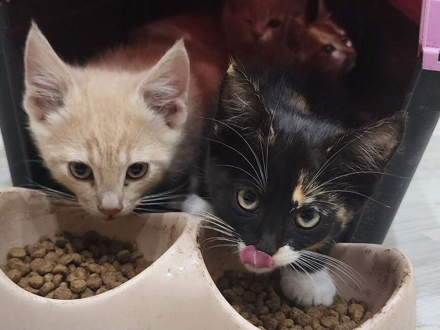 Котята в добрые руки