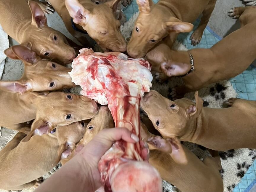 Фараонова собака