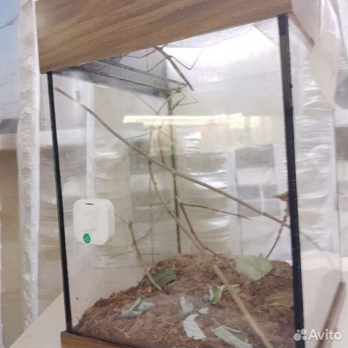 Палочники аннамские 3 штуки