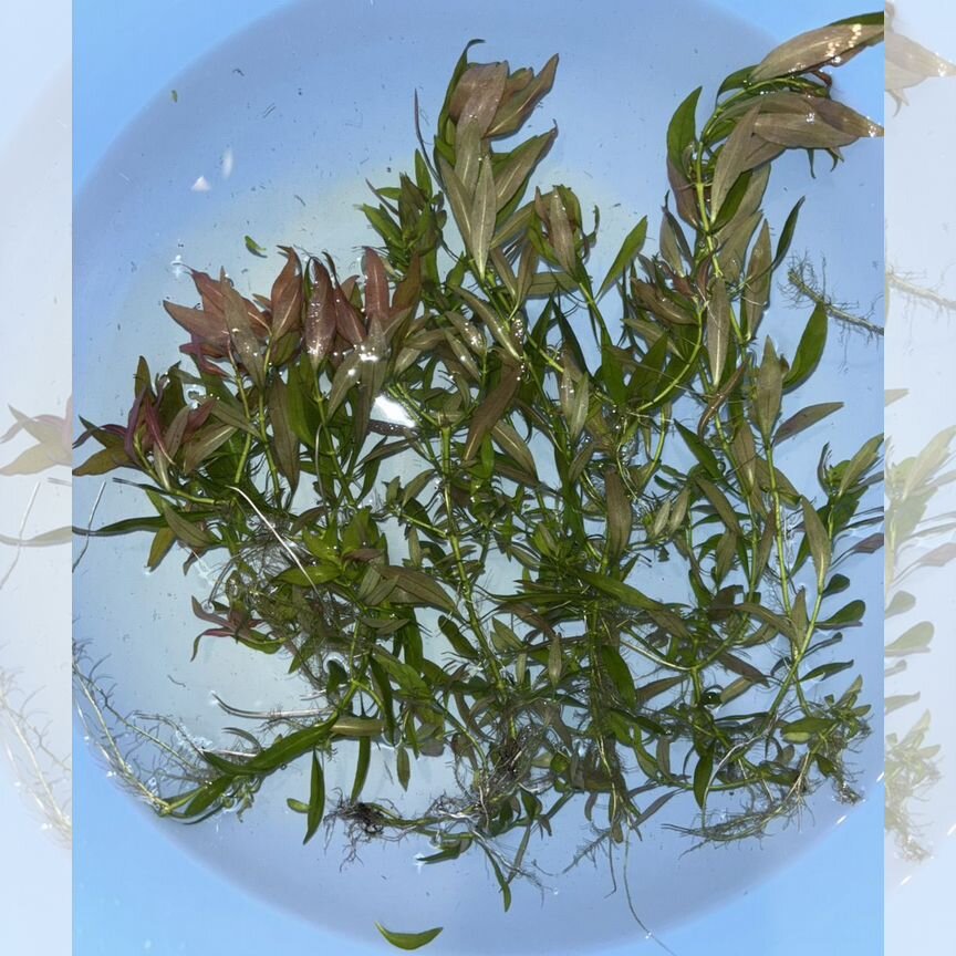 Аквариумное растение