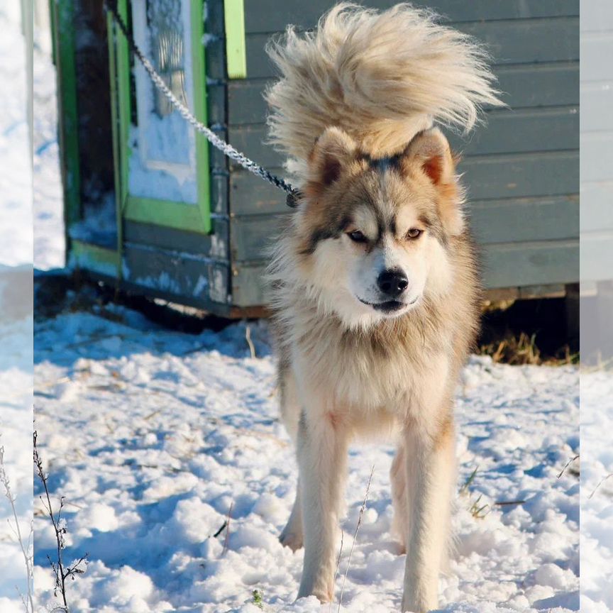 Собака мальчик