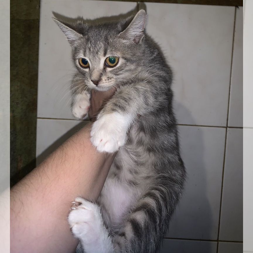 Котёнок в добрые руки