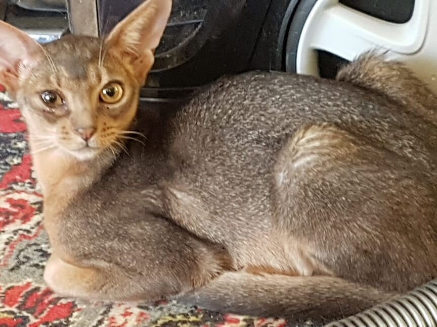 Абиссинский котенок голубого окраса