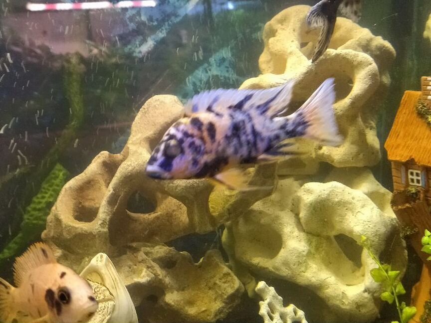 Малавийские цихлиды