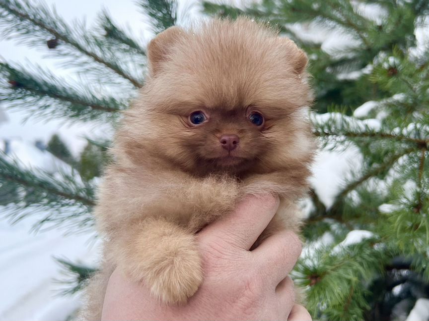 Супер Мини Мишка Boo Pomeranian
