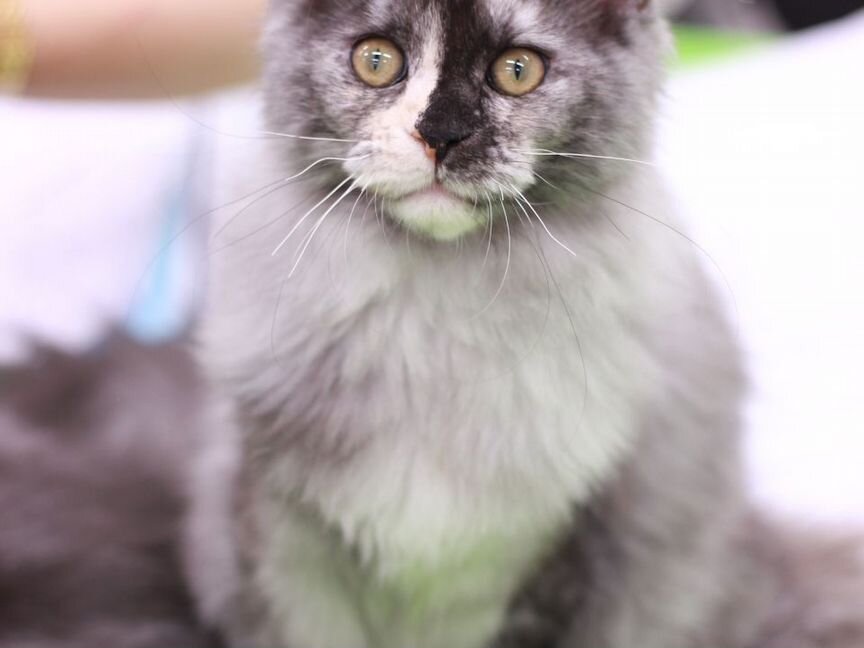 Котята мейн-кун