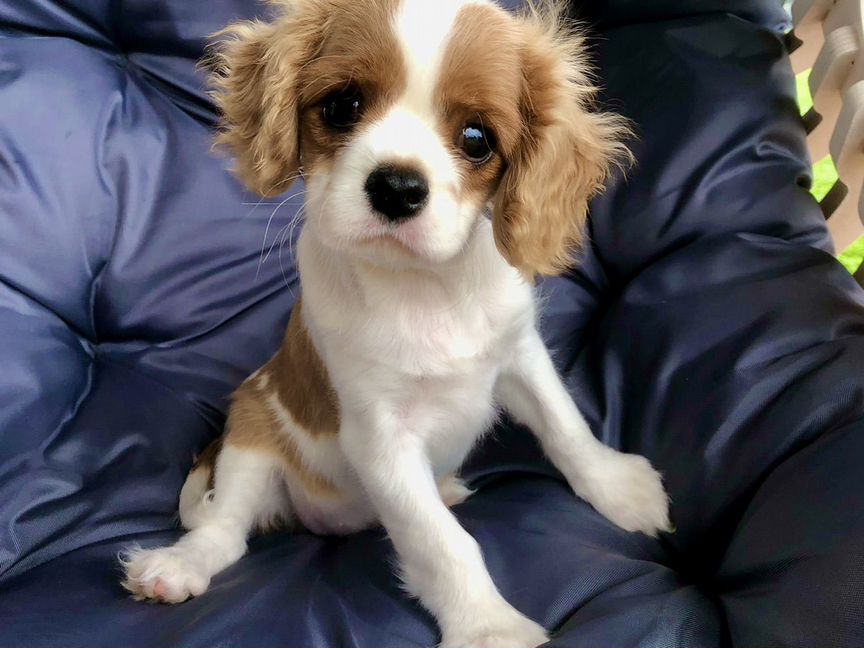 Кавалер кинг чарльз спаниель