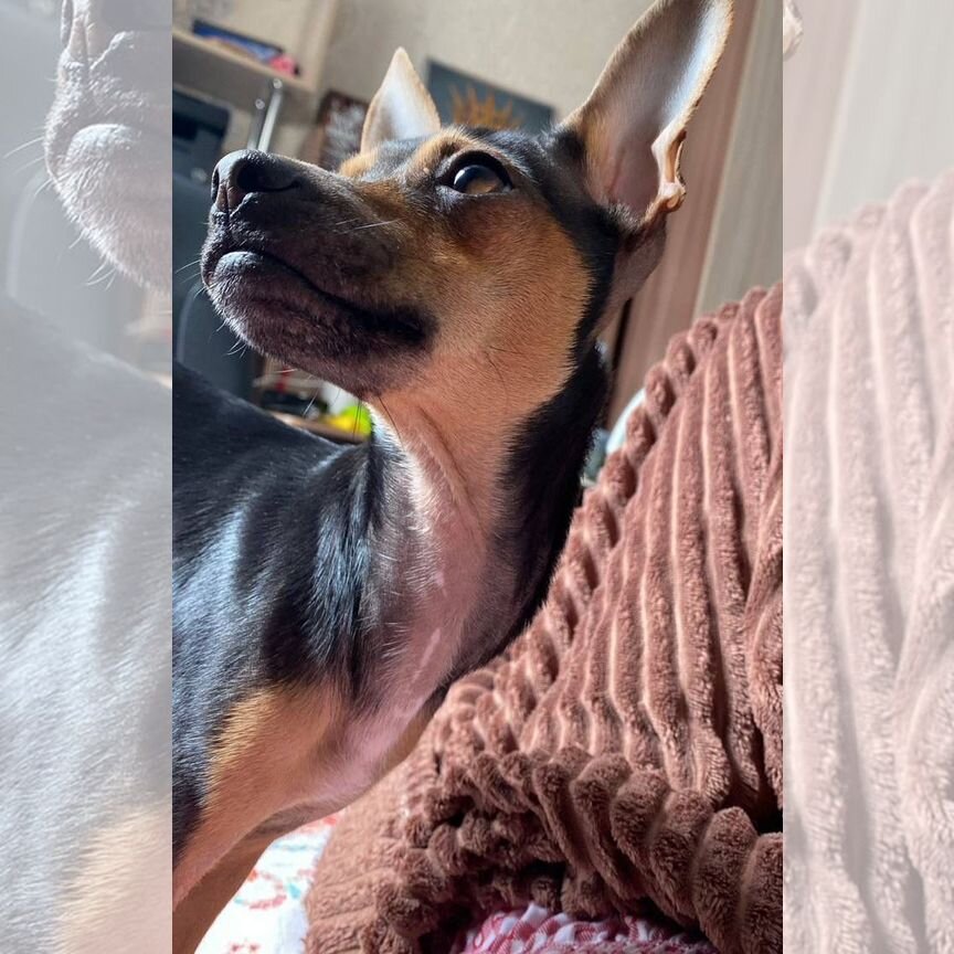 Русский той-терьер, взрослая собака