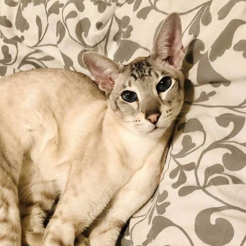 Отдам ориентального кота