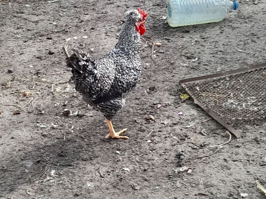 Молодые петушки