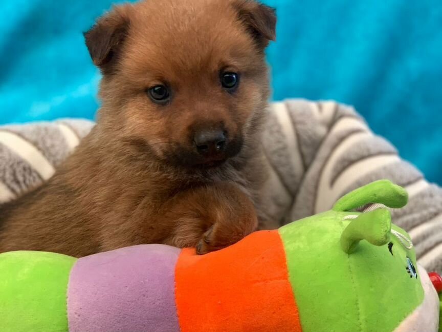 Щенок мальчик Барни ищет дом