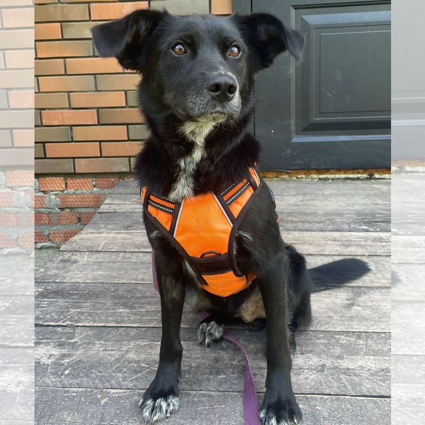 Мотто ищет дом