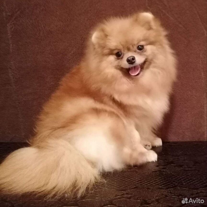 Померанский шпиц