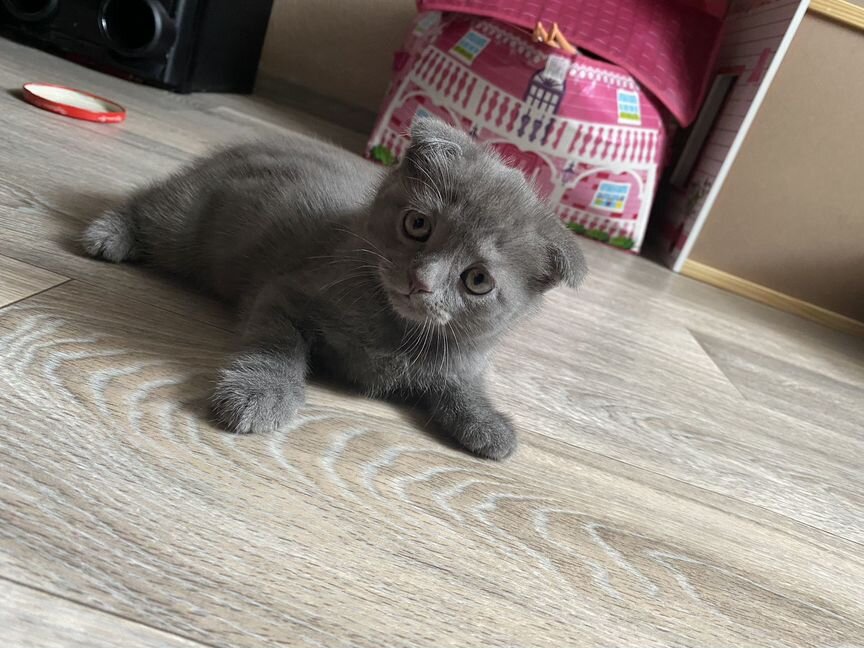 Шотландская вислоухая кошка