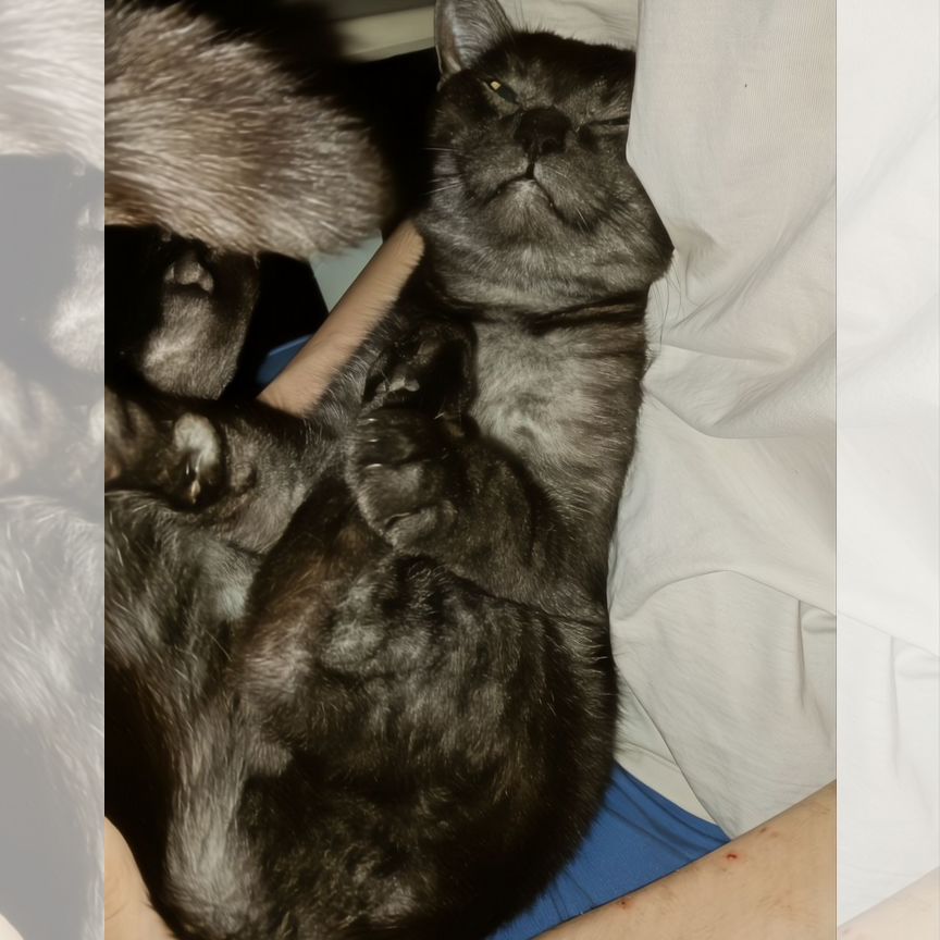 Взрослый кот в добрые руки