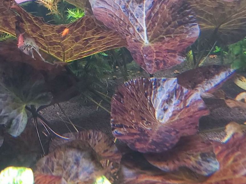 Аквариумные растения