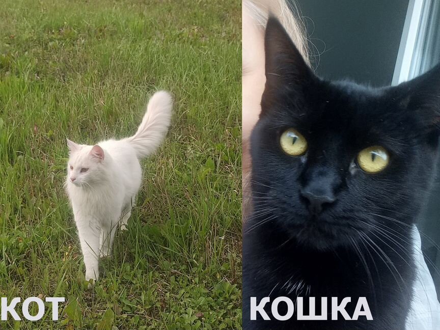 Ищем хозяина для одного котенка