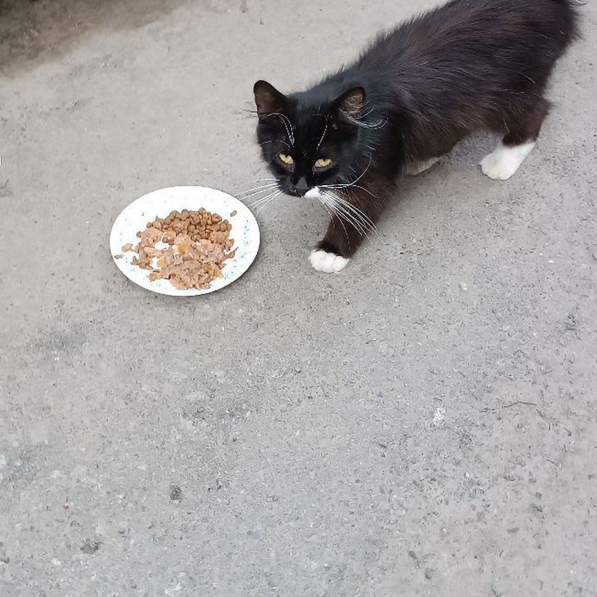 Кошечка в добрые руки
