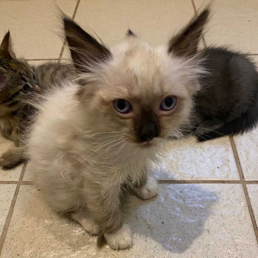 Котёнок в добрые руки