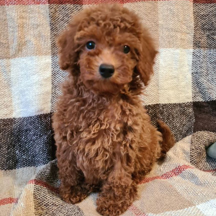 Той-пудель, щенок