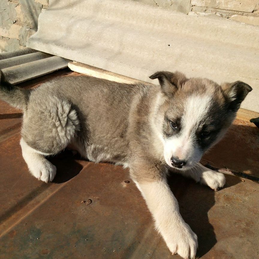 Щенок мальчик 2 месяца