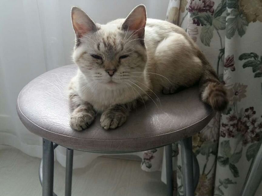 Кошка