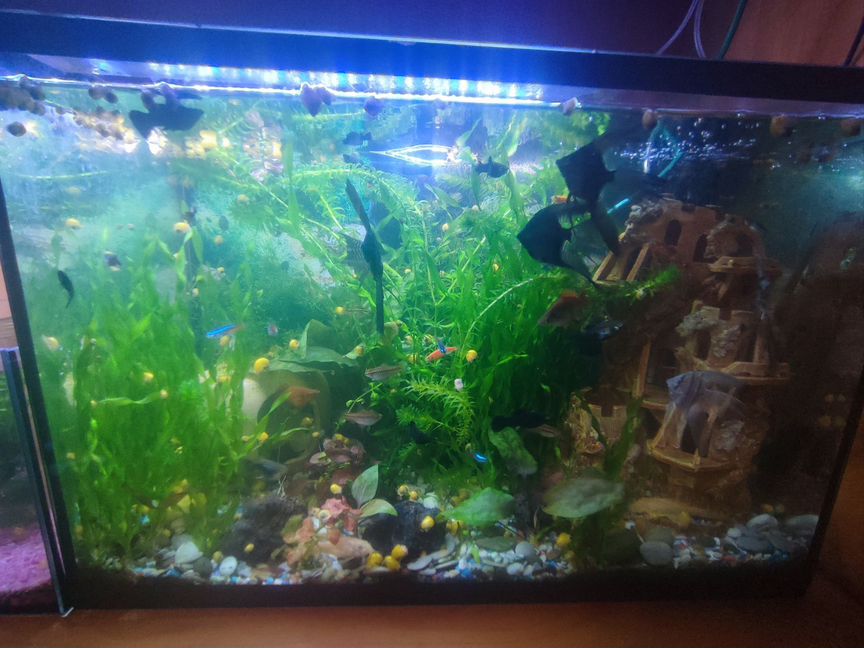 Аквариумные рыбки