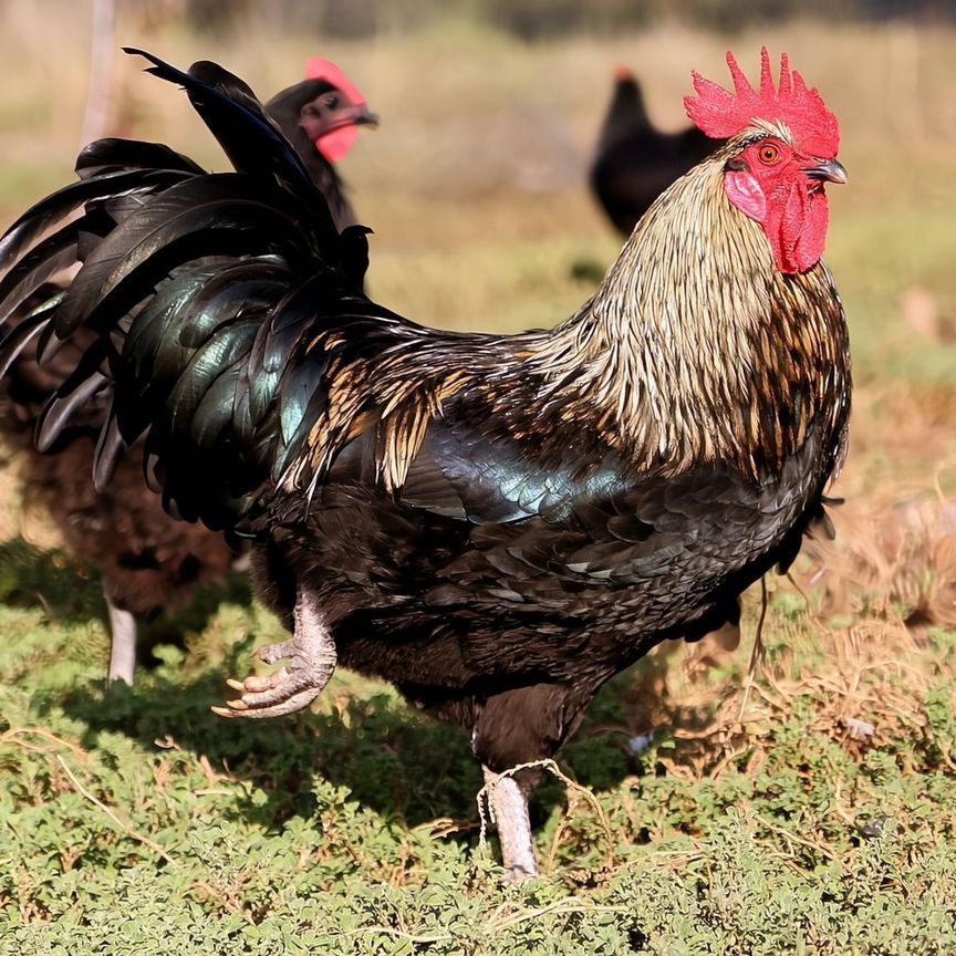Петухи домашние