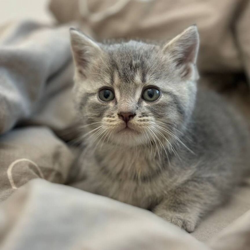 Британские котята