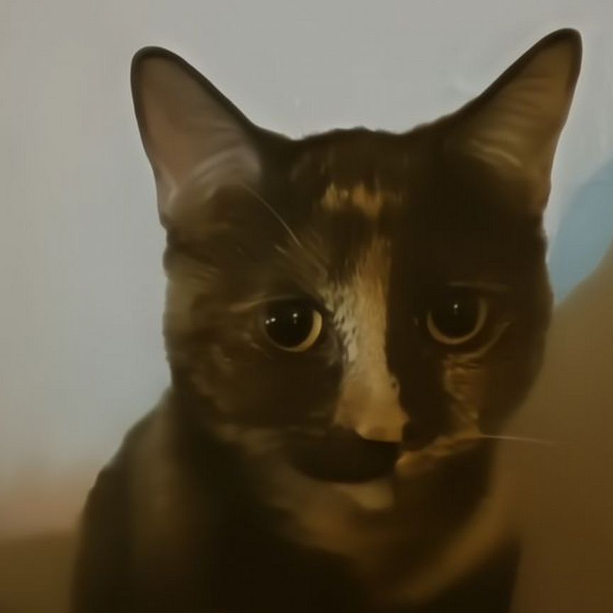 Взрослая кошка в добрые руки