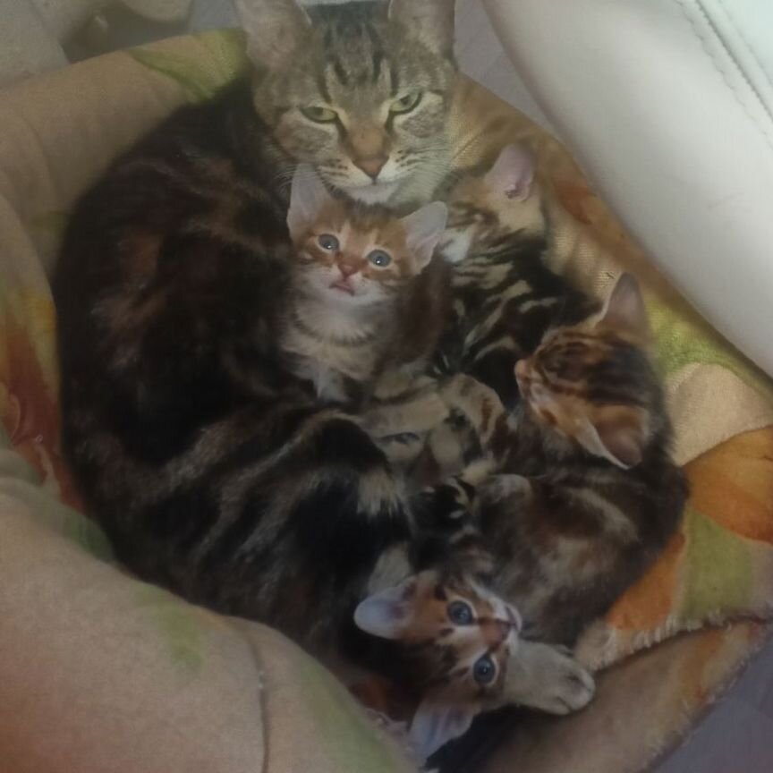 Курильский бобтейл короткошёрстный котёнок