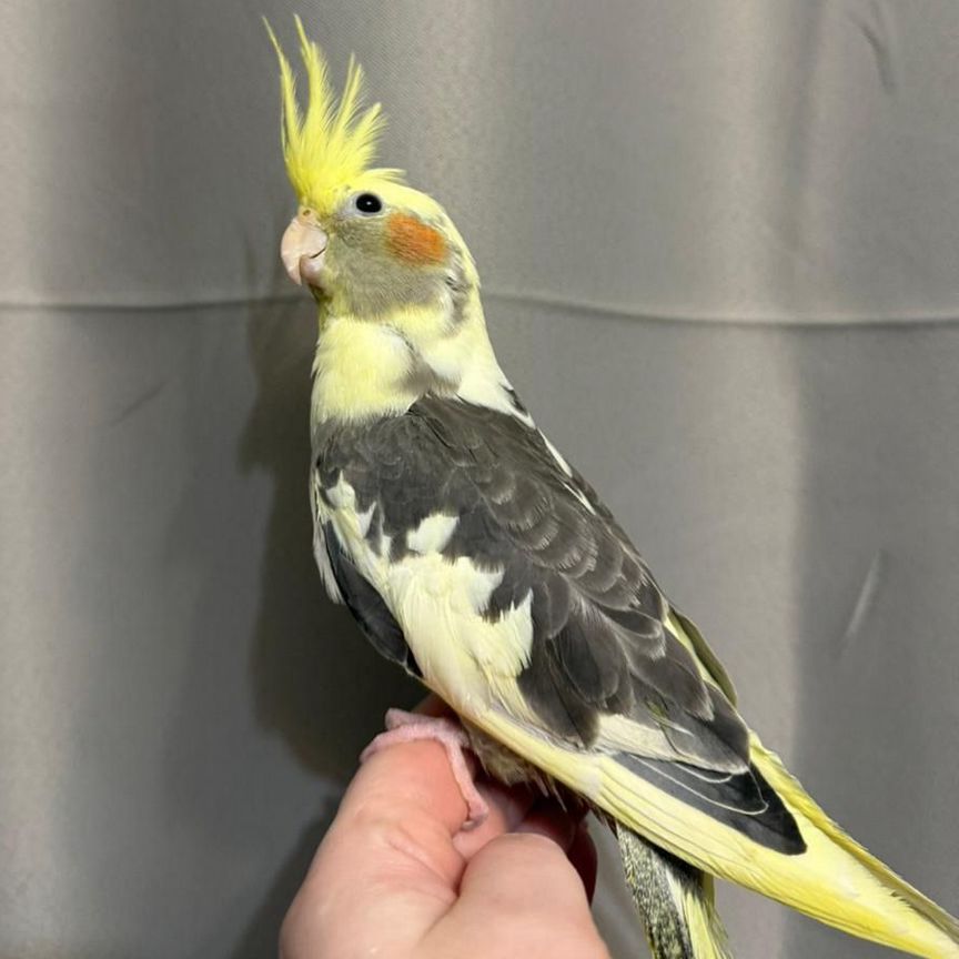 Попугай корелла