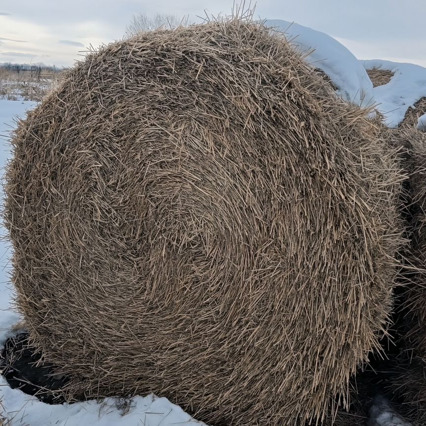 Солома пшеничная в тюках