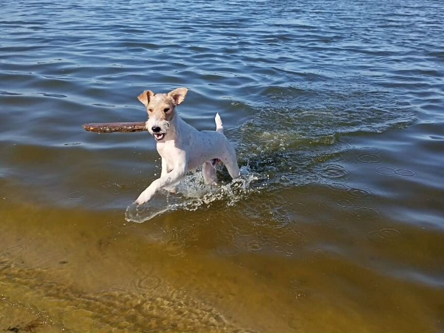 Фокстерьер жесткошерстный