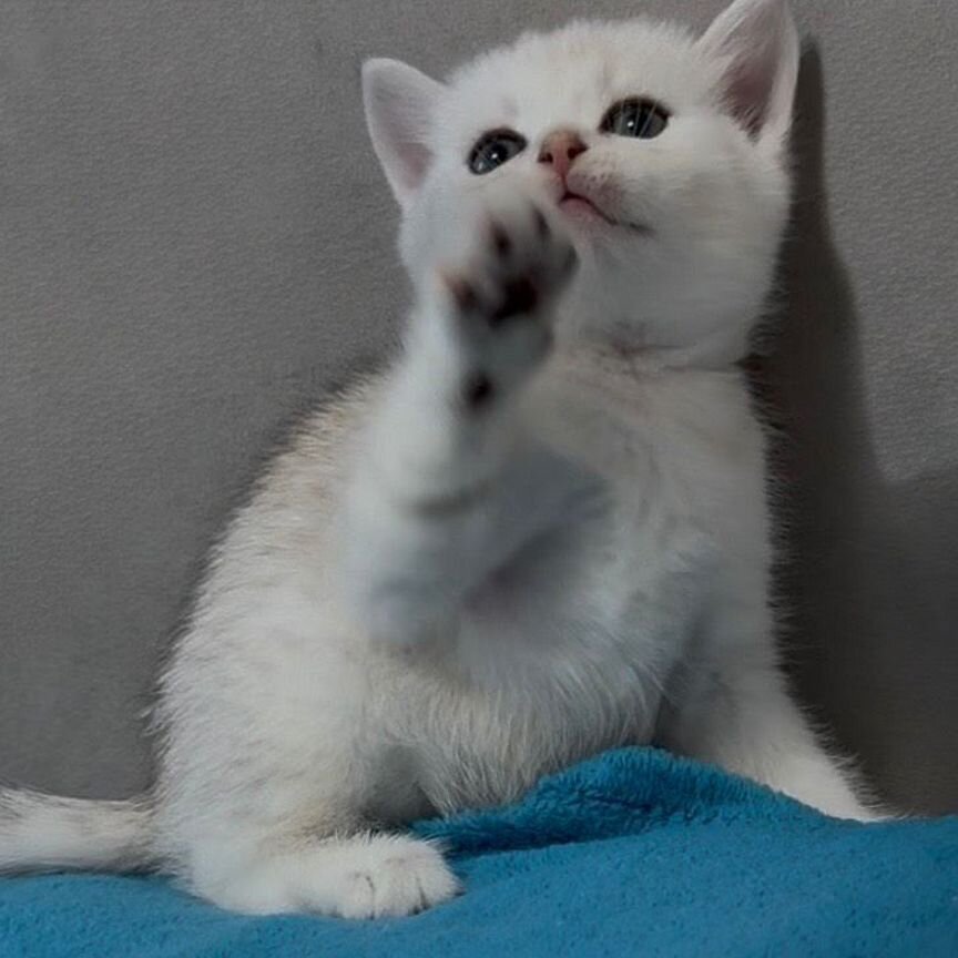 Британский короткошёрстный котёнок