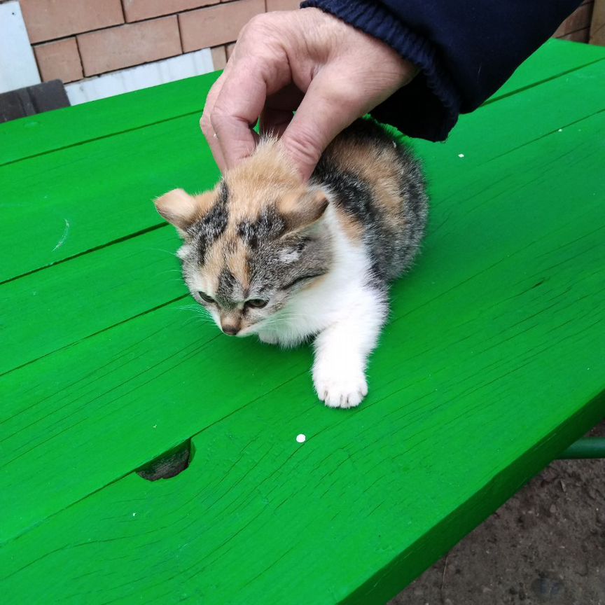 Домашние животные котята бесплатно