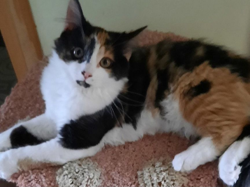 Котята в добрые руки бесплатно