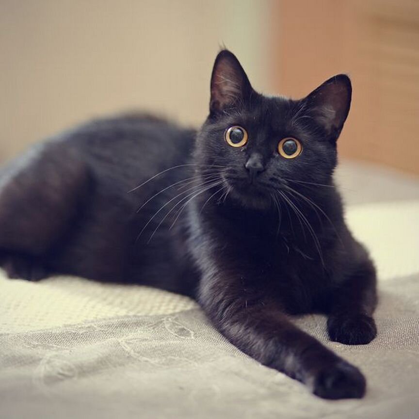 Подрощенный котенок