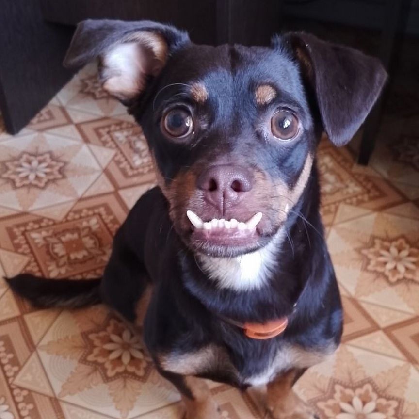 Взрослый пёс в добрые руки