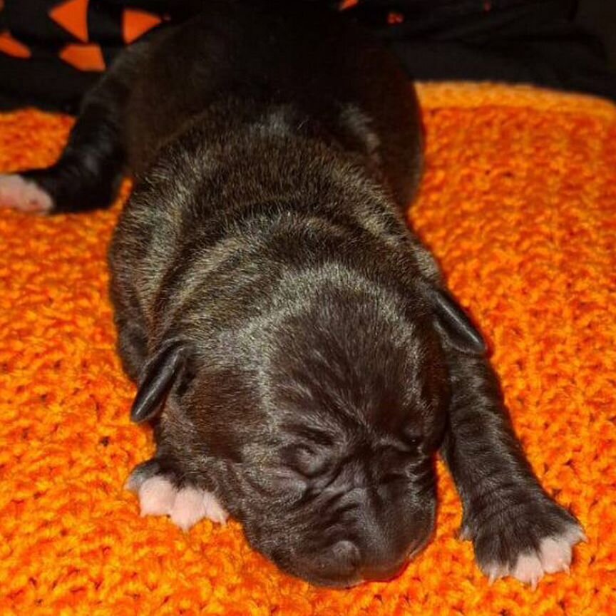 Американский питбультерьер, щенок