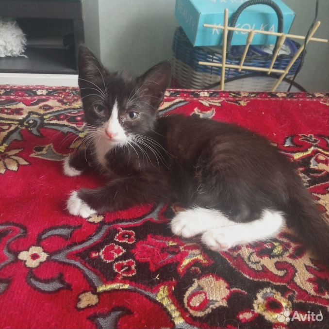 Спасенный котенок ищет дом