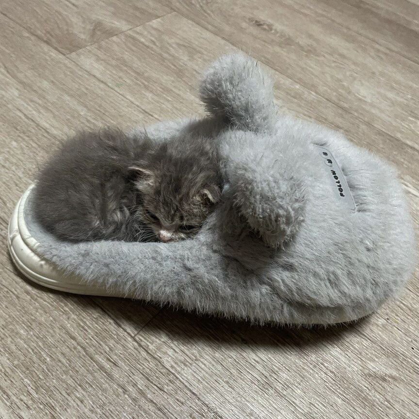 Котенок в добрые руки