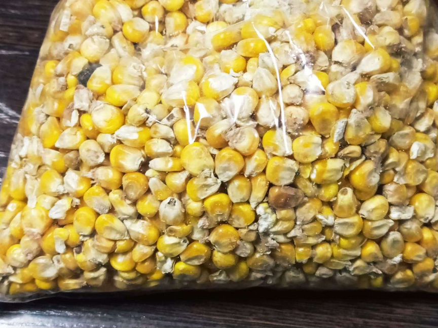 Кукуруза кормовая